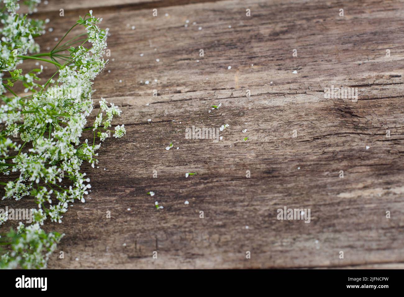 Sparse flowers hi-res stock photography and images - Alamy