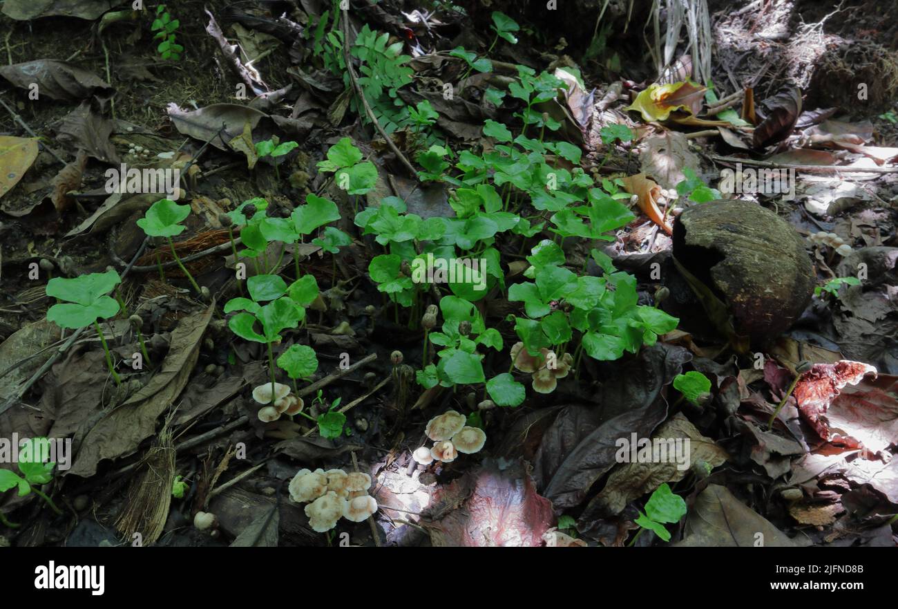 Landscape view of a forest floor with germinating coffee plants and ...