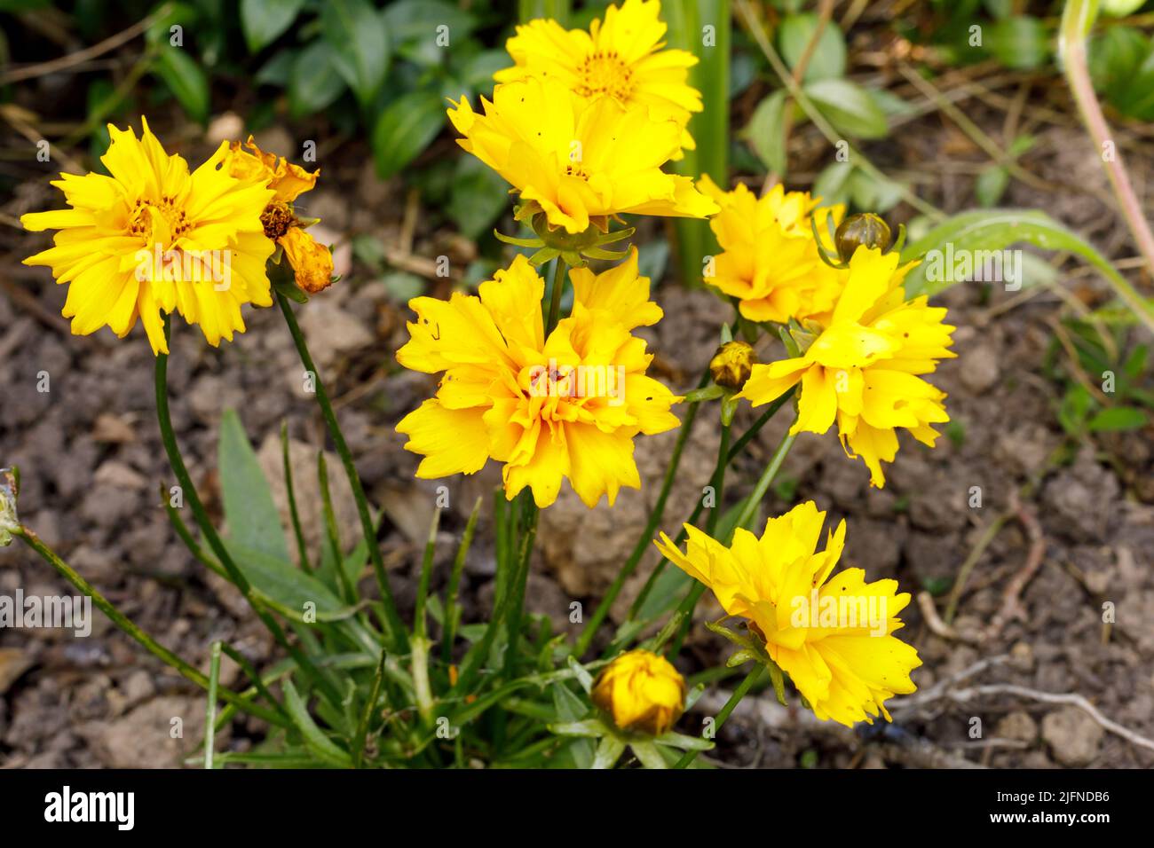 Coreopsis Presto Yellow, Sussex, UK Stock Photo - Alamy