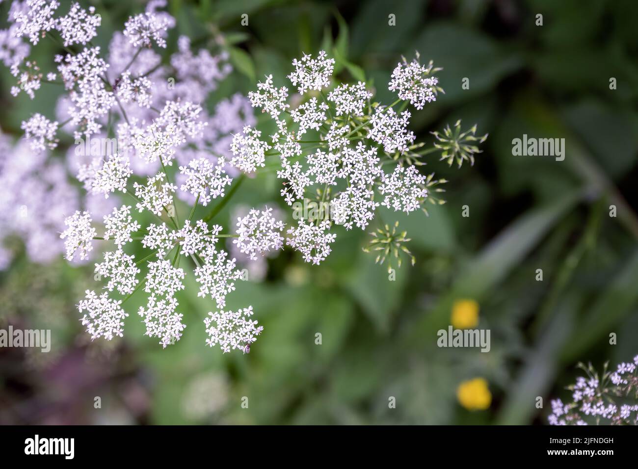 Anthriscus sylvestris outdoors hi-res stock photography and images - Alamy