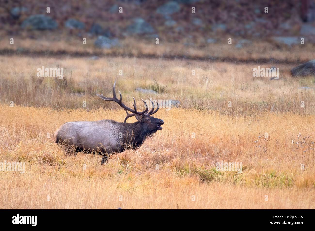 A bugling bull elk in the Colorado Rockies in the morning in a high ...