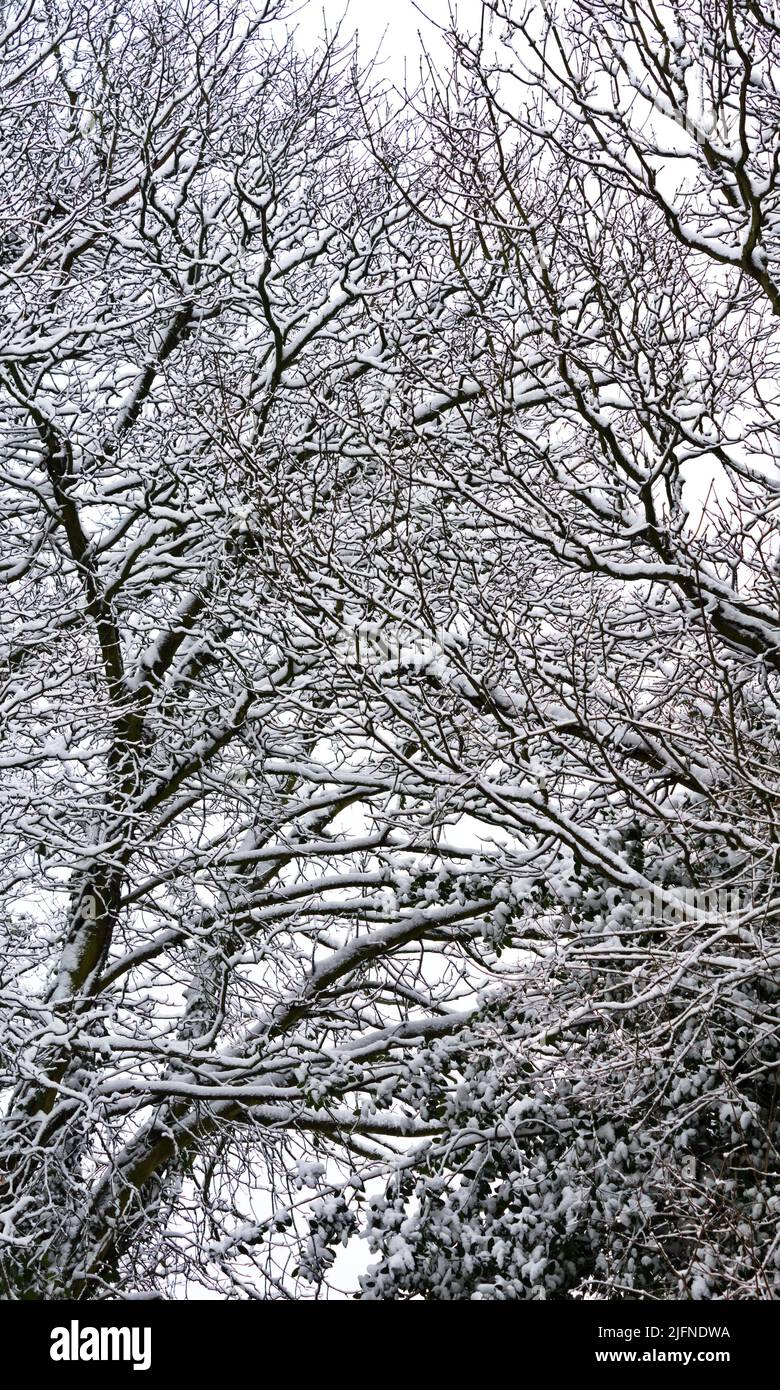 snow covered trees Stock Photo - Alamy