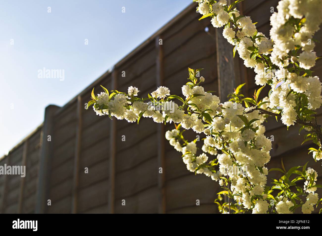 White blossom maple tree in the garden Stock Photo - Alamy