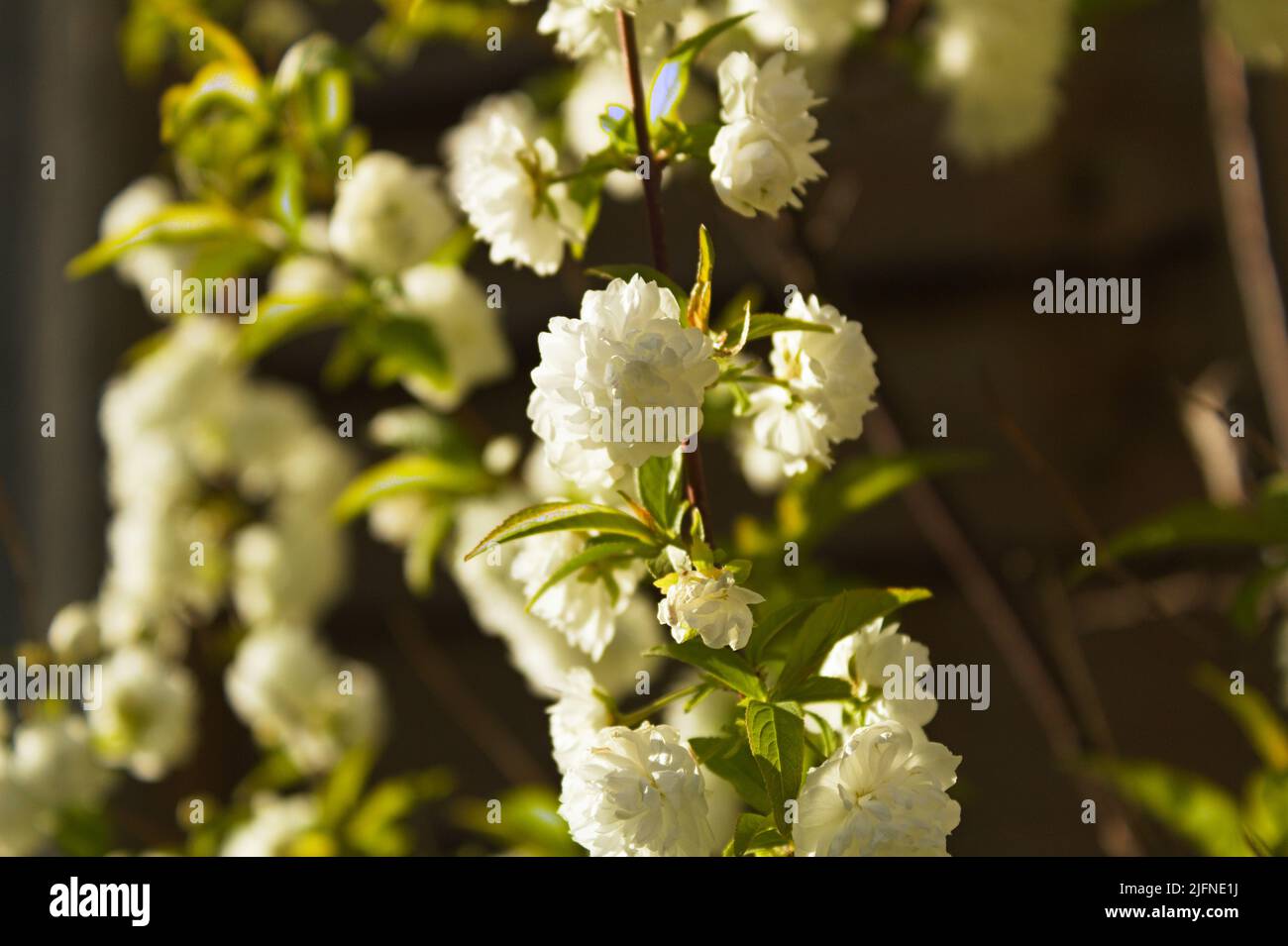 Closeup of white Japanese maple blossom Stock Photo - Alamy