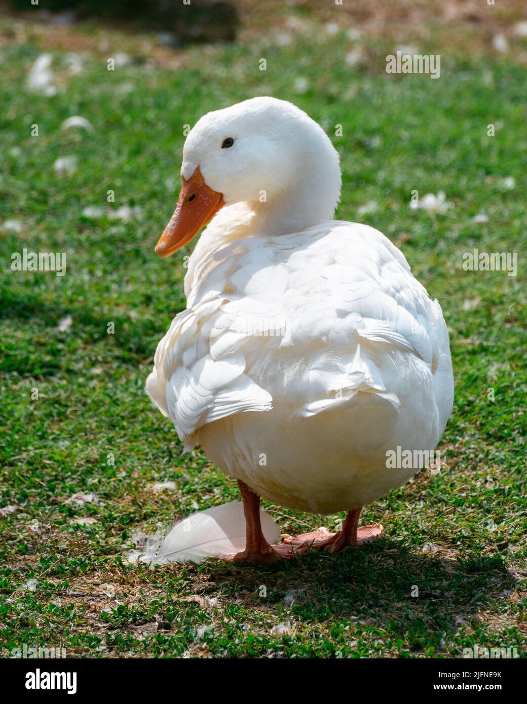 Wandering goose hi-res stock photography and images - Alamy