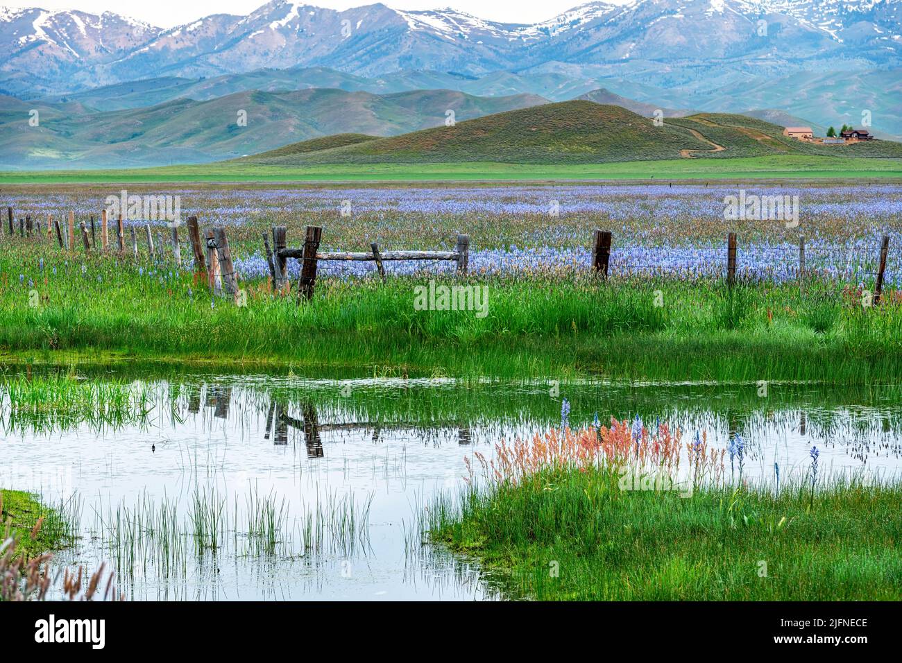 Wetlands marsh with spring wildflowers flourishing Stock Photo - Alamy