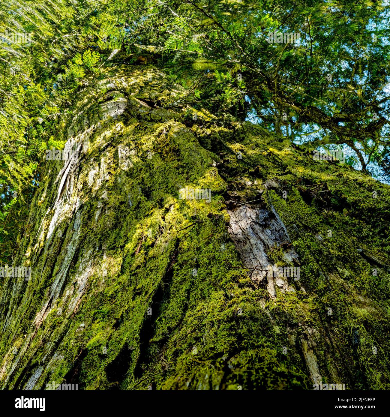 Looking up next to an old growth cedar tree Stock Photo - Alamy