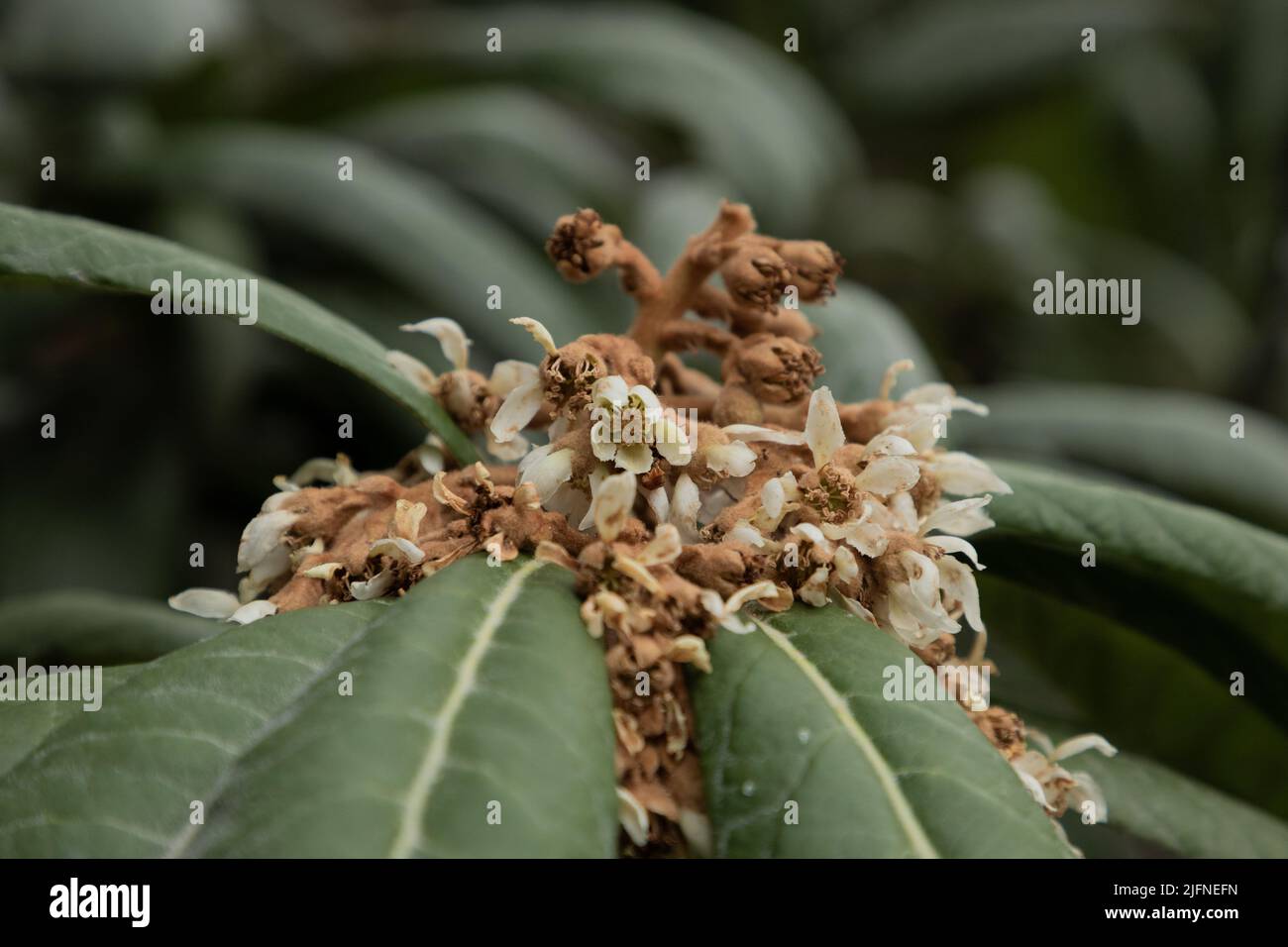 A close-up macro of flowers and leaves of the Japanese Loquat tree ...
