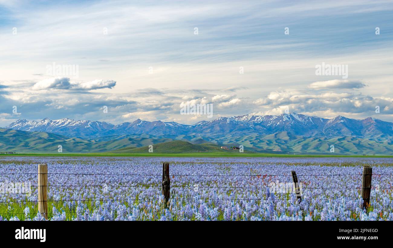 Camas in bloom hi-res stock photography and images - Alamy