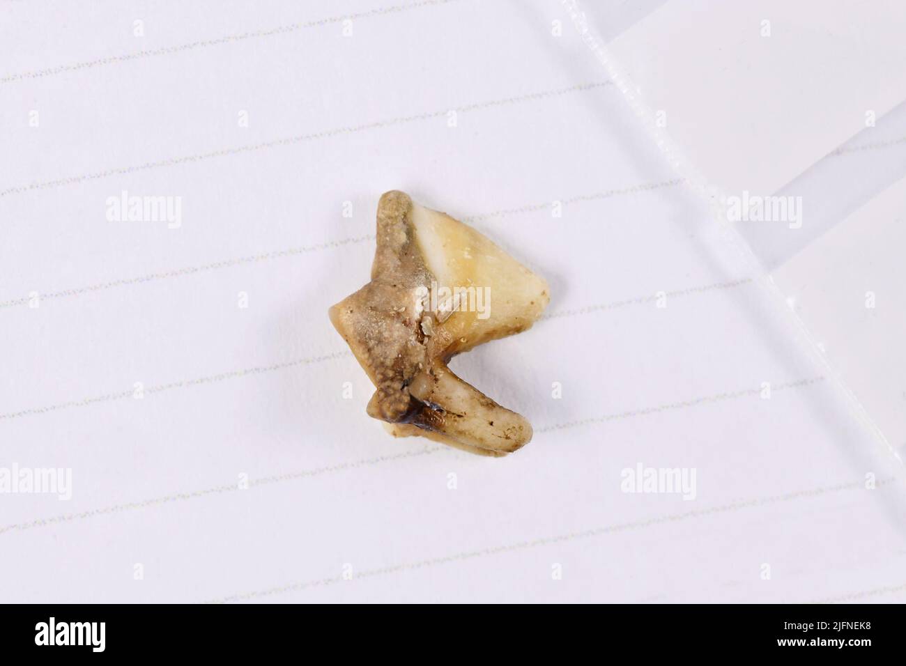 Surgically removed sick rotten pmolar cat tooth Stock Photo - Alamy