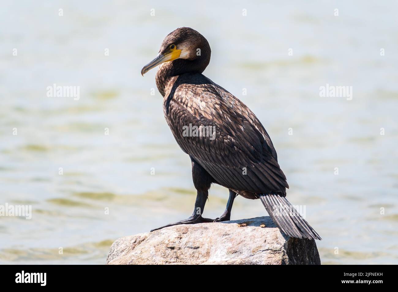 Great cormorant, Phalacrocorax carbo, standing on a stone on the sea ...