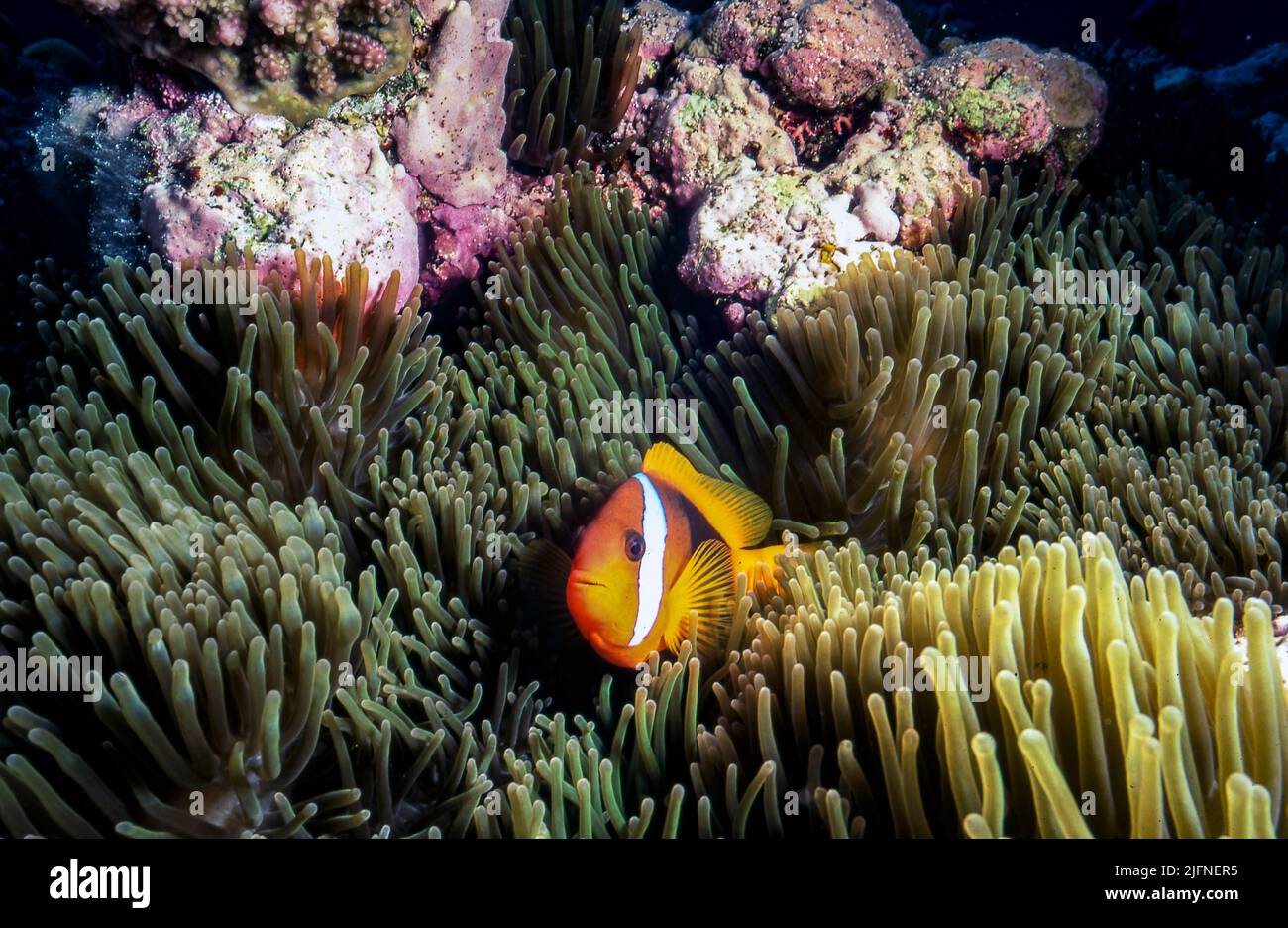 Cinnamon clownfish (Amphiprion melanopus) in bubble.tip anemone ...