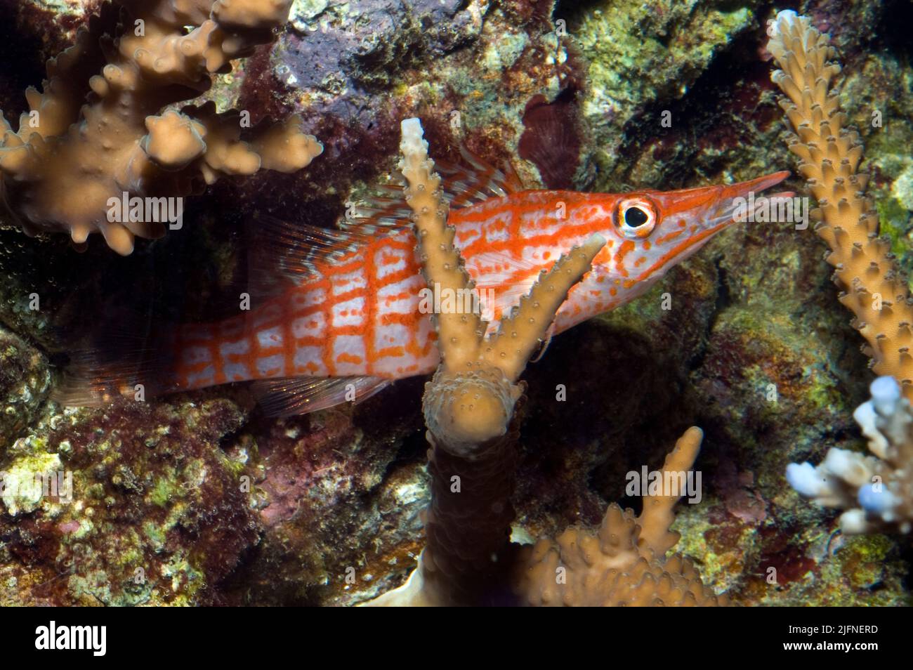 Hawk fishes hi-res stock photography and images - Alamy