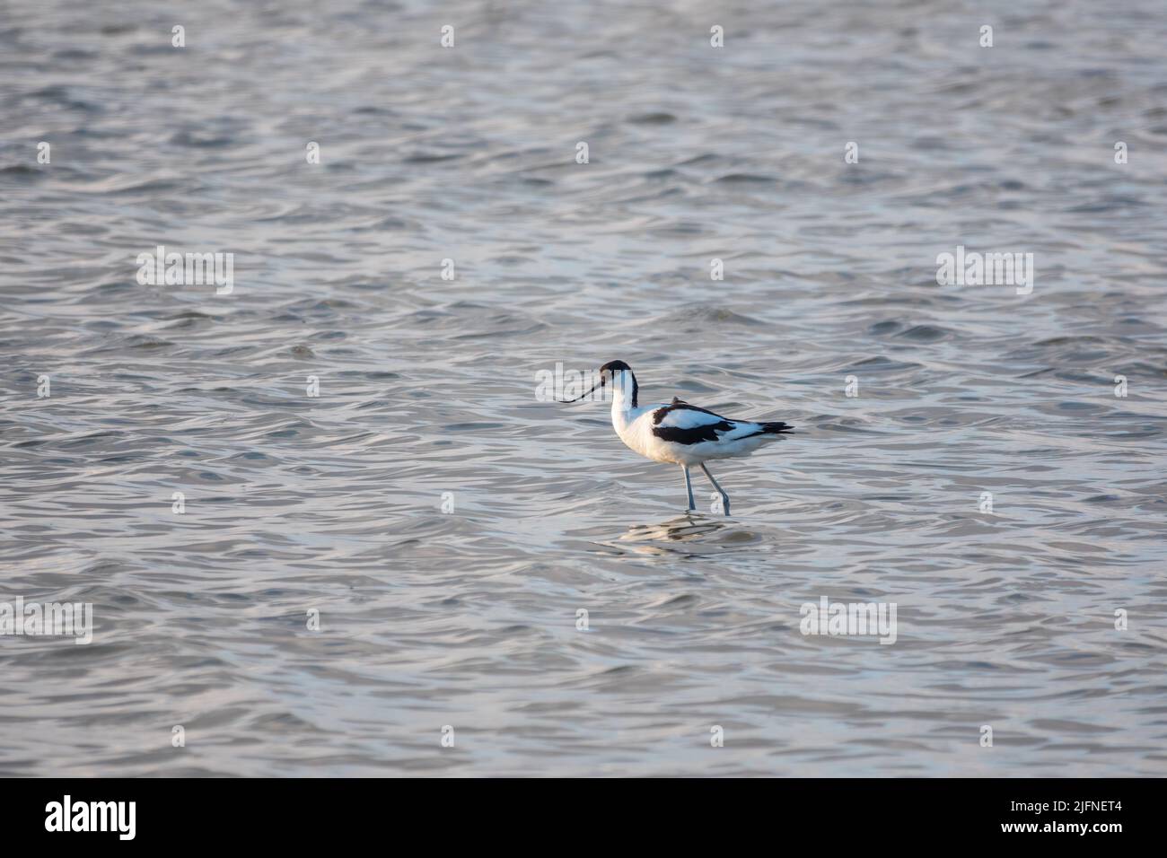 Water bird pied avocet, Recurvirostra avosetta, feeding in the lake ...
