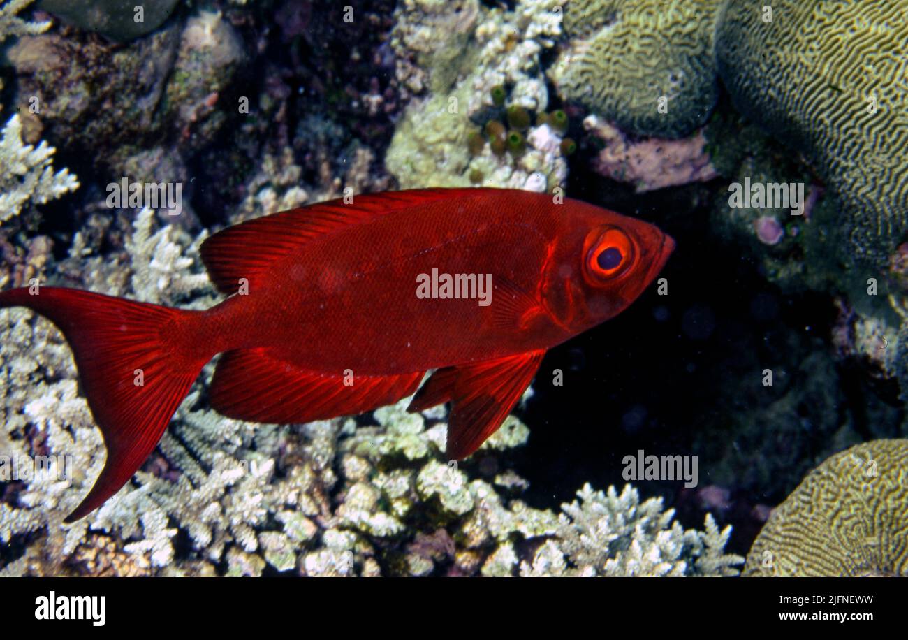 Lunar-tailed bigeye (Priacanthus hamrur) from Kuredu Island, the ...