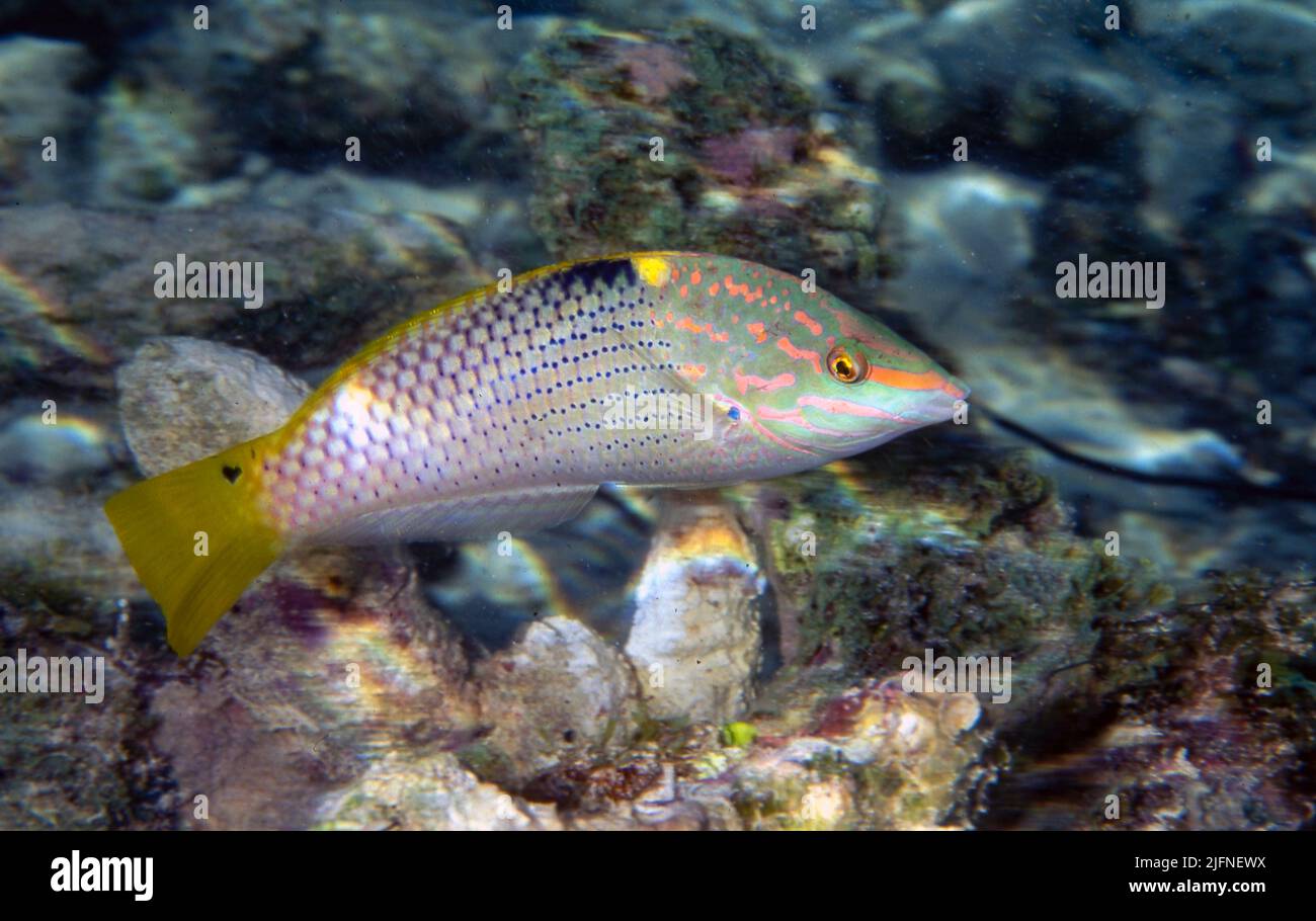 Marble wrasse (Halichoeres hortulanus) from Kuredu Island, the Maldives ...
