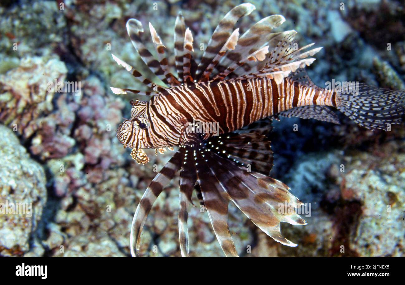 Red lionfish (Pterois volitans) from the Maldives Stock Photo - Alamy