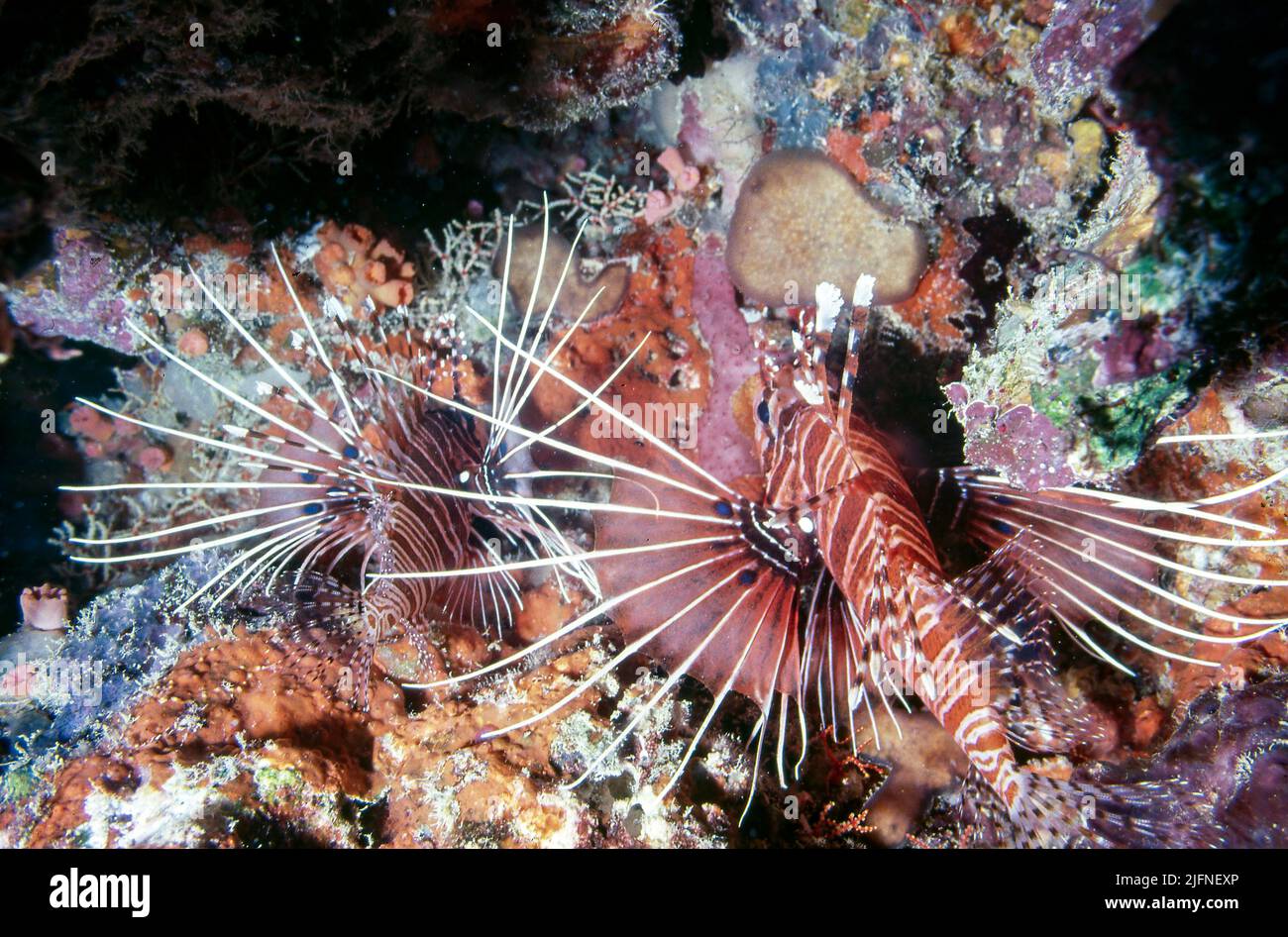Spotted lionfishes (Pterois antennata) resting in a small cave at ...