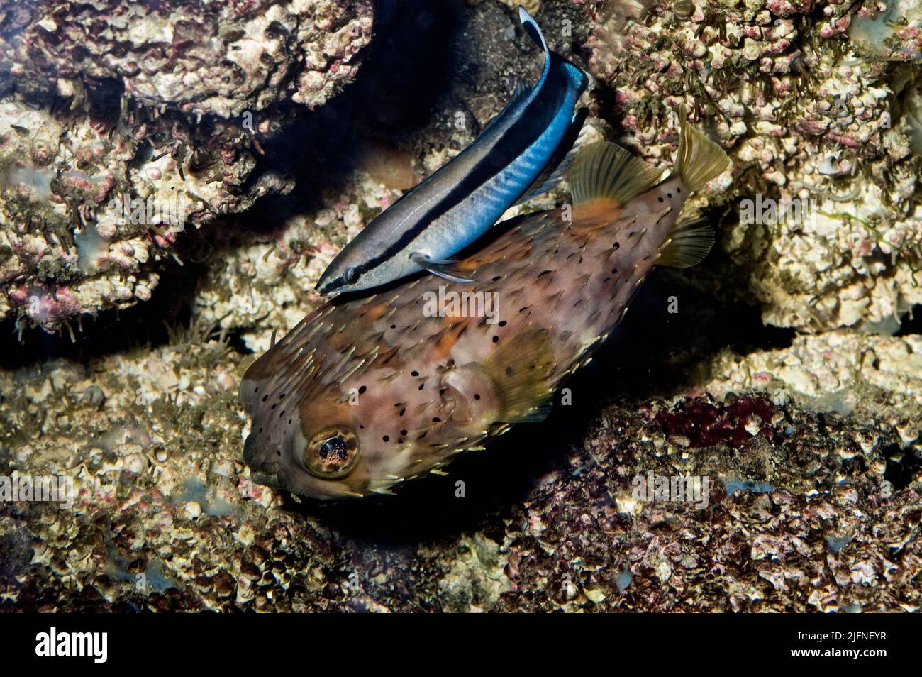 Cleaner Wrasse, Labroides dimidiatus Stock Photo - Alamy