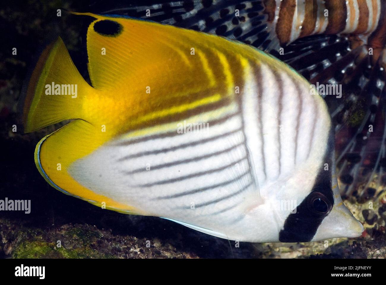 Sommerfuglfisk hi-res stock photography and images - Alamy