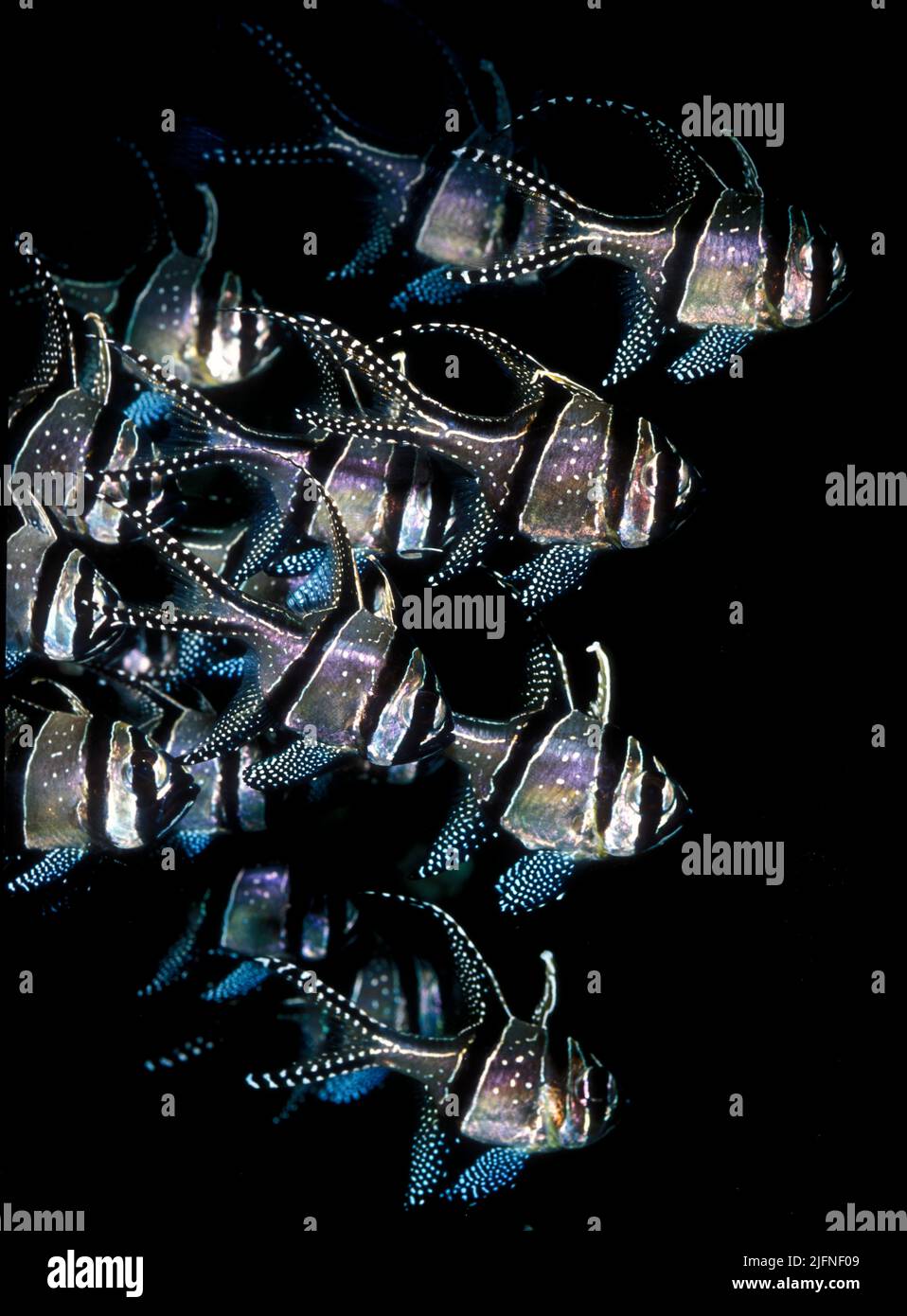 Banggai Cardinalfish, Pterapogon kauderni Stock Photo - Alamy