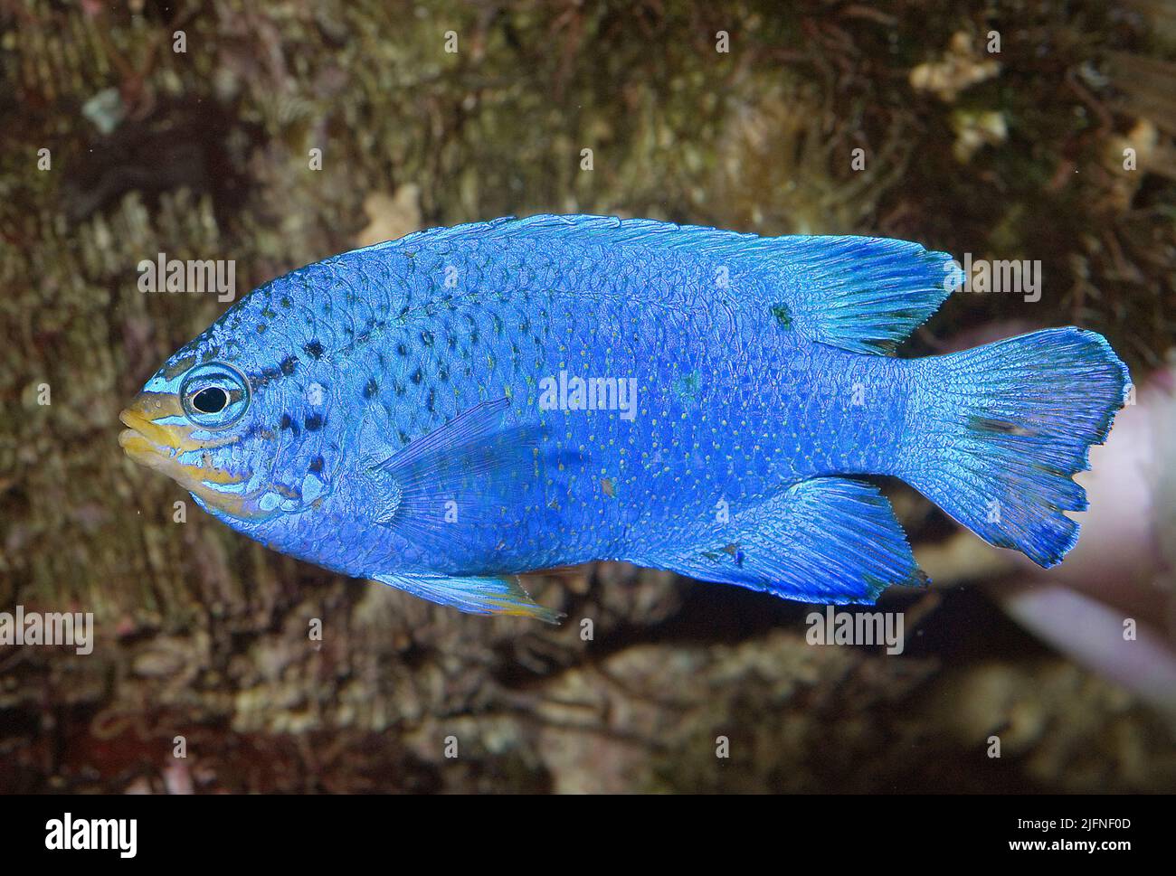 Blue Devil, Chrysiptera cyanea Stock Photo - Alamy