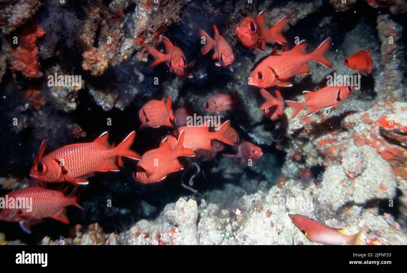 Myripristis vittatus hi-res stock photography and images - Alamy