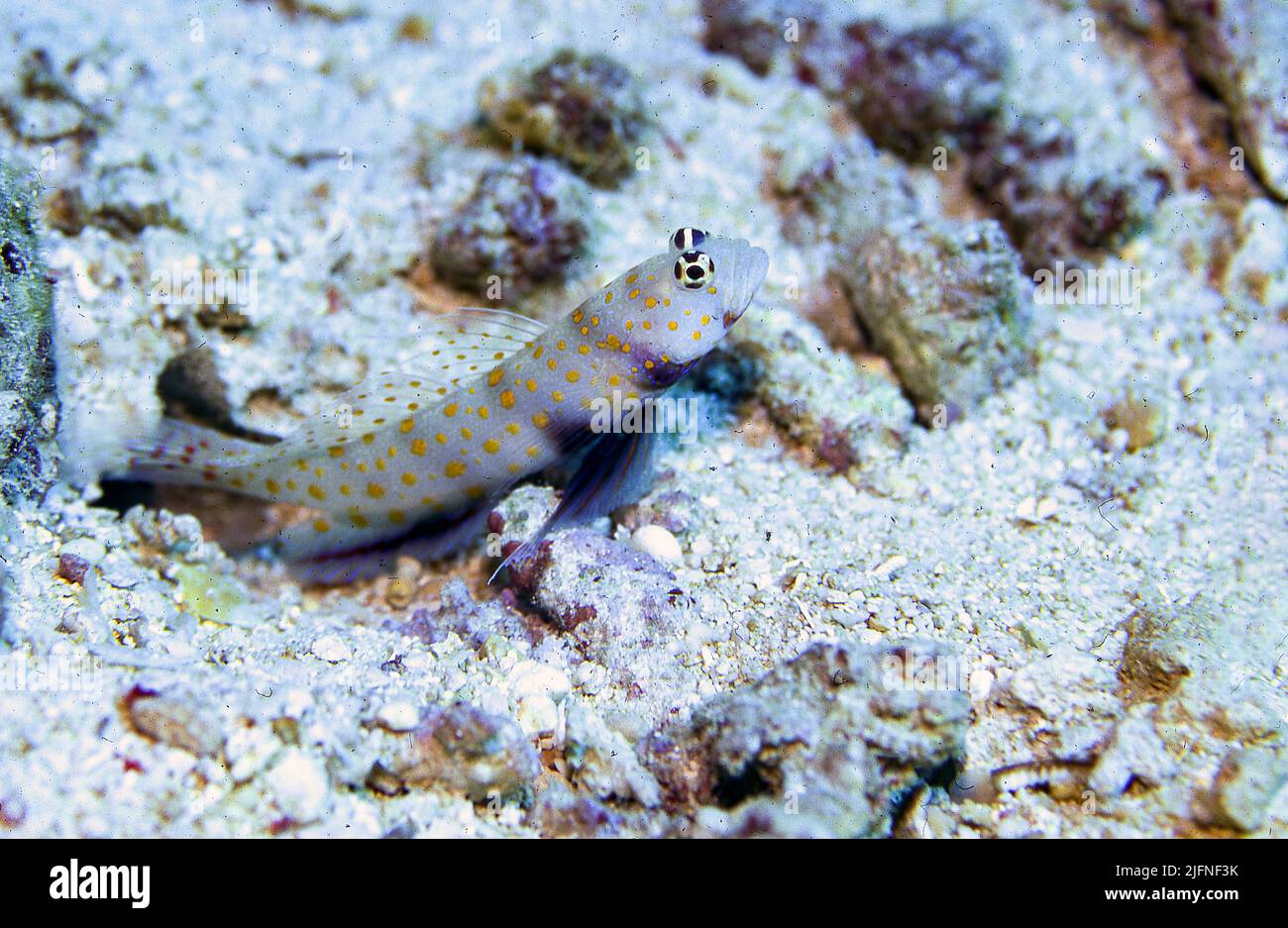 Spotted prawn-goby (Amblyeleotris guttata) from Kuredu, the maldives ...