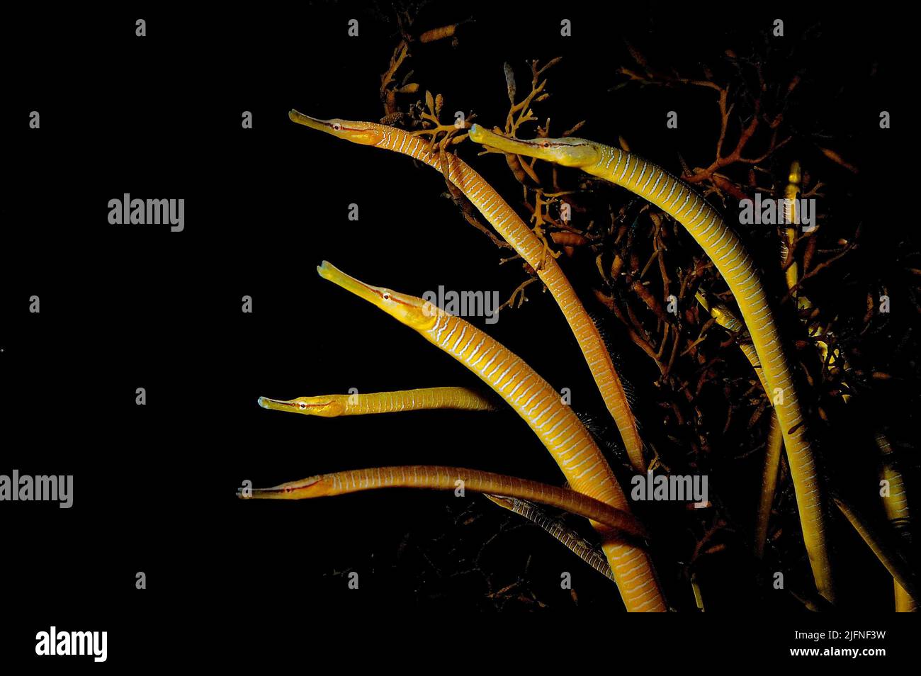 Snake pipefish, Entelurus aequoreus Stock Photo - Alamy