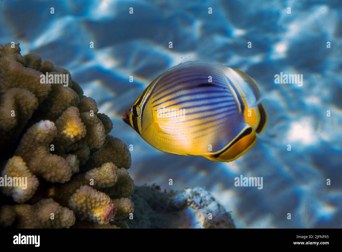 Melon butterflyfish (Chaetodon trifasciatus) from Kuredu Island, the ...