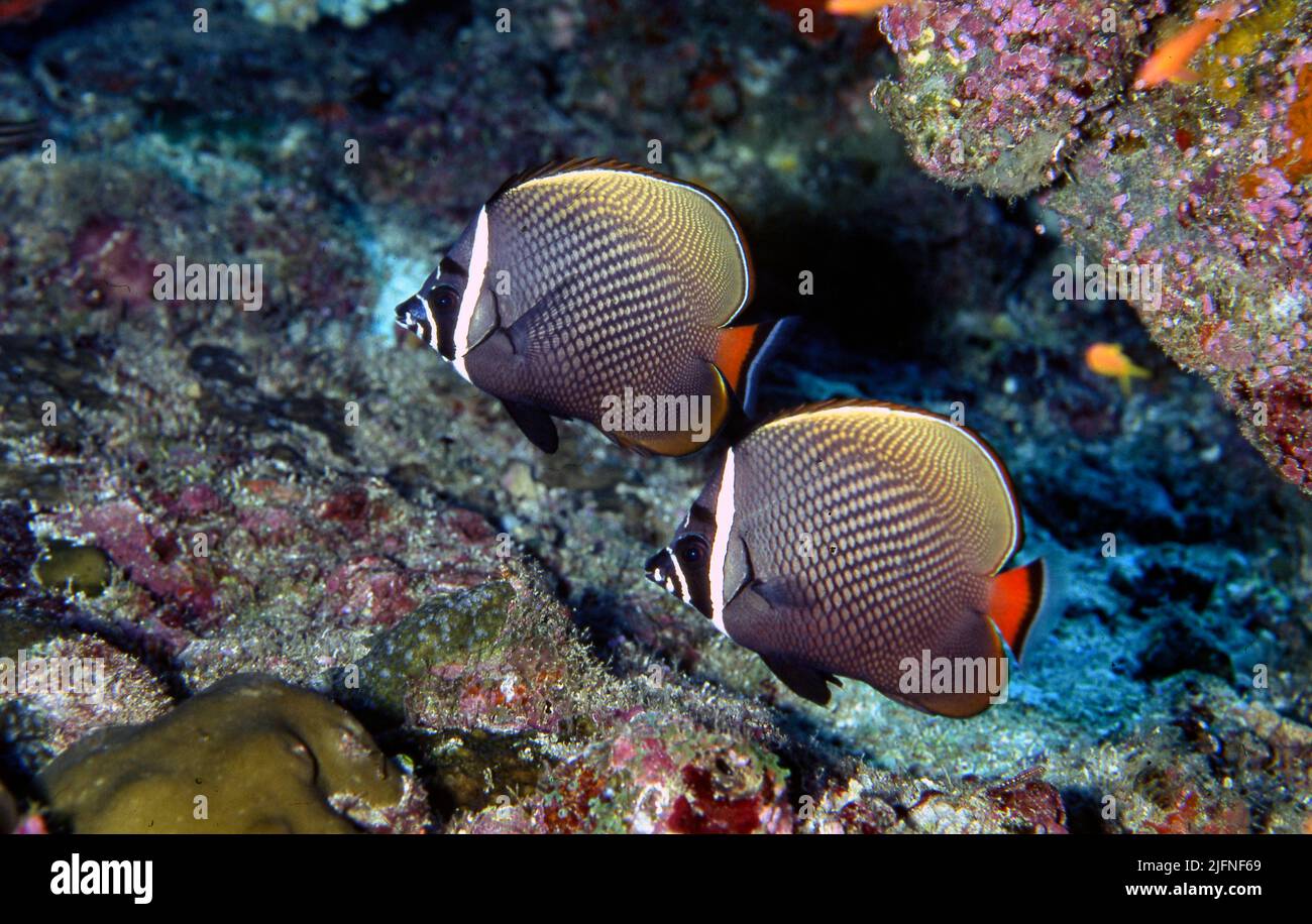Red-tailed butterflyfishes (Chaetodon collare) from the Maldives Stock ...