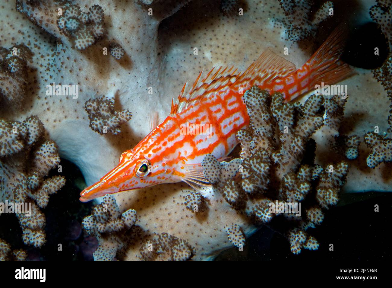 Korallvokter hi-res stock photography and images - Alamy