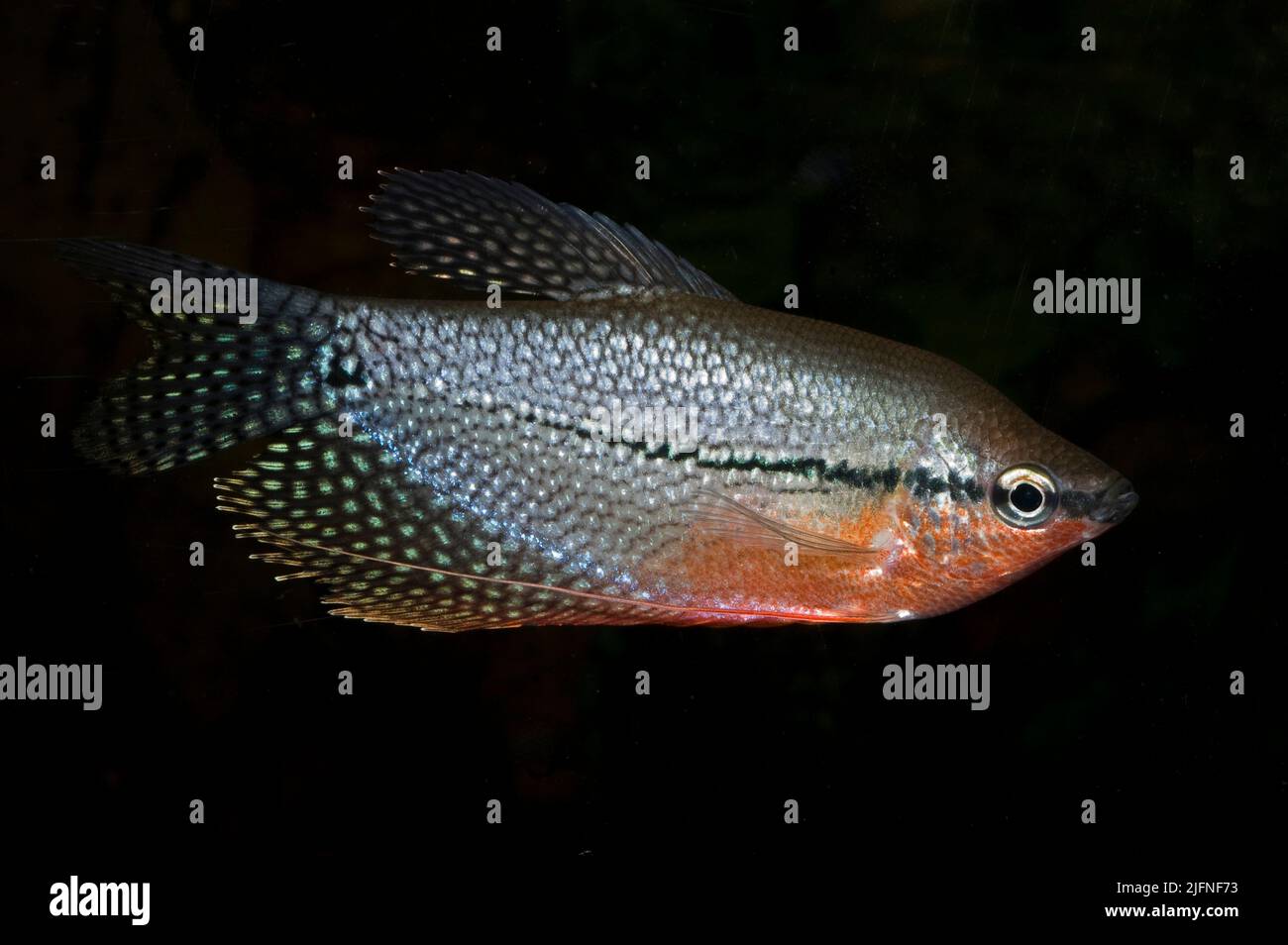 Pearl Gourami, Trichogaster leeri, male Stock Photo - Alamy