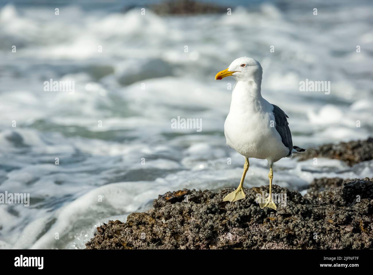 A closeup of a yellow-footed gull standing by the coast Stock Photo - Alamy