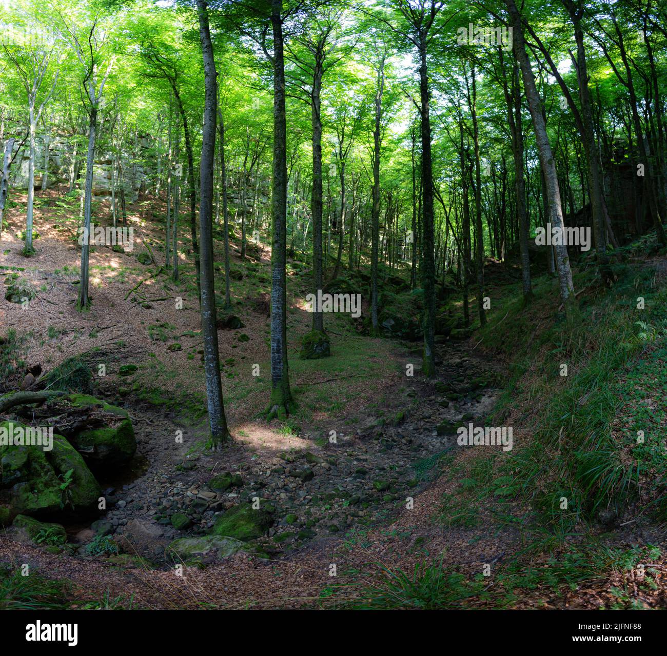 Tree alley in forest hi-res stock photography and images - Alamy