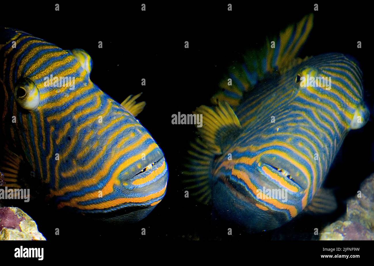 Orangestriped Triggerfish, Balistapus undulatus Stock Photo - Alamy