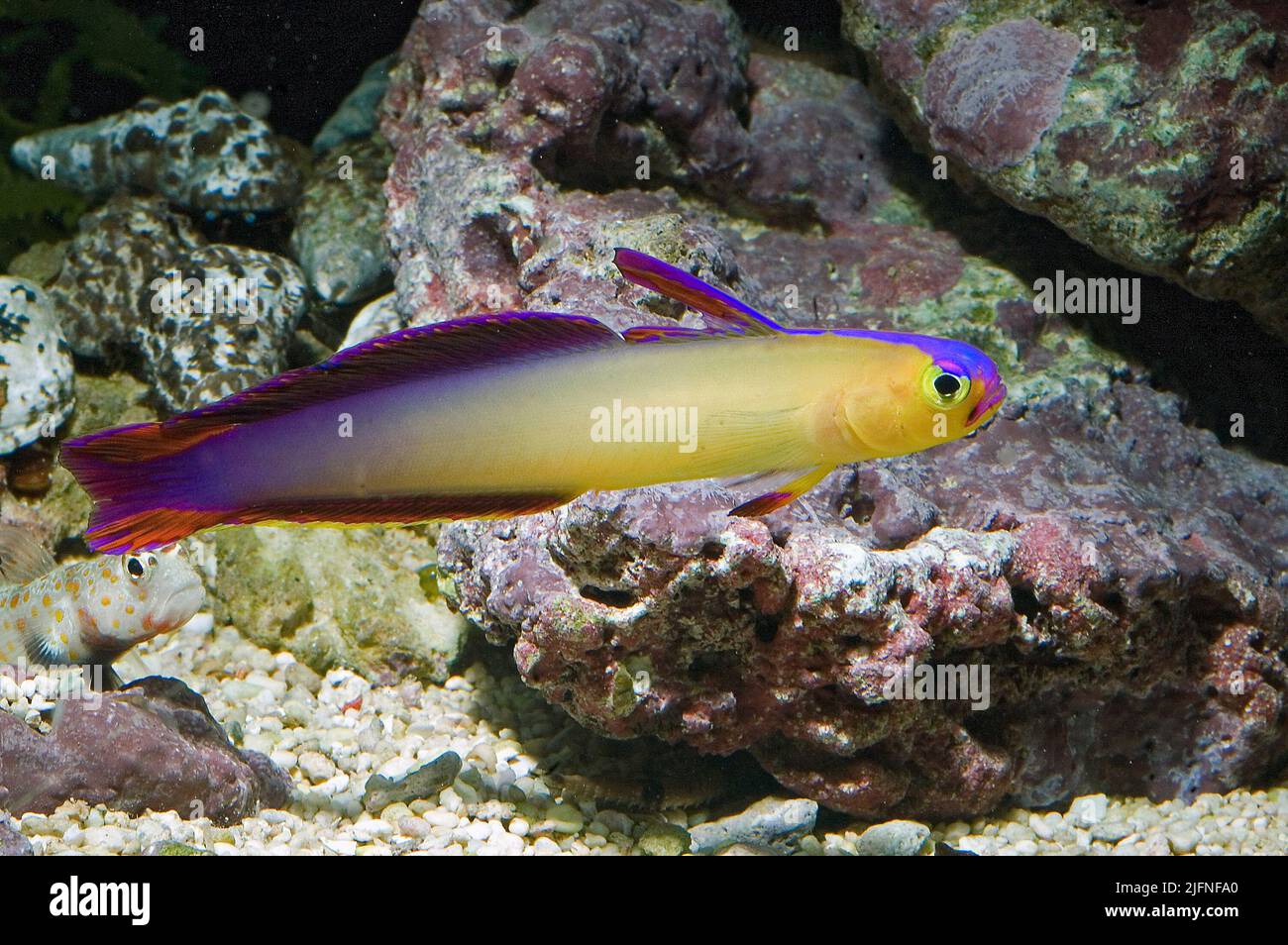 Purple Firefish, Nemateleotris decora Stock Photo - Alamy