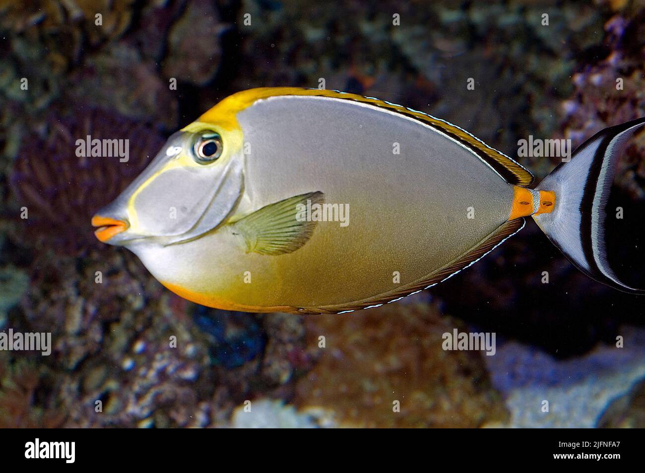 Lipstick Tang, Naso lituratus Stock Photo - Alamy