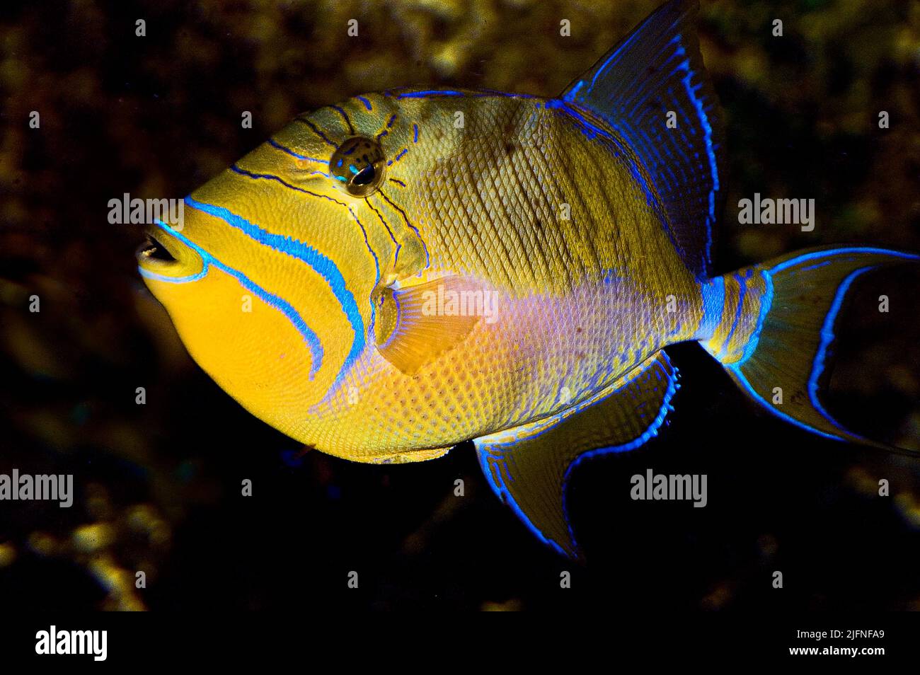 Queen Triggerfish, Balistes vetula Stock Photo - Alamy