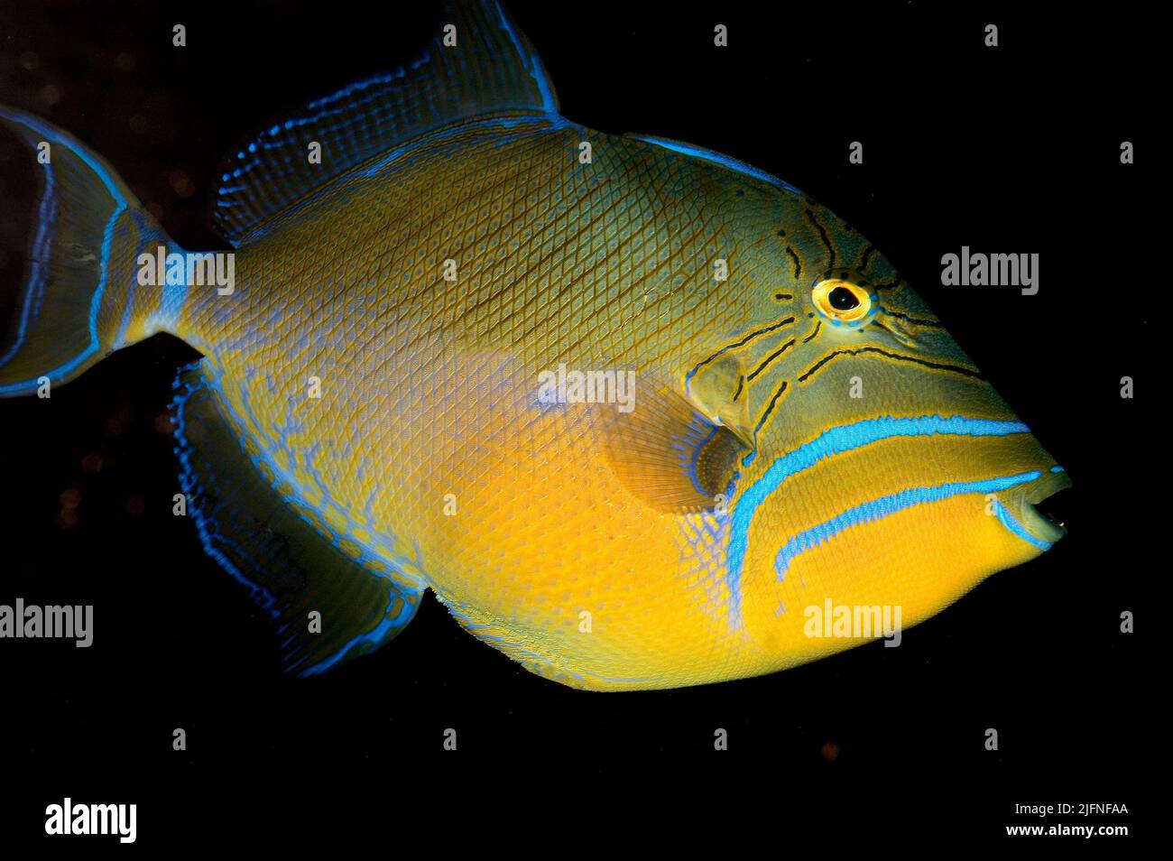 Queen Triggerfish, Balistes vetula Stock Photo - Alamy