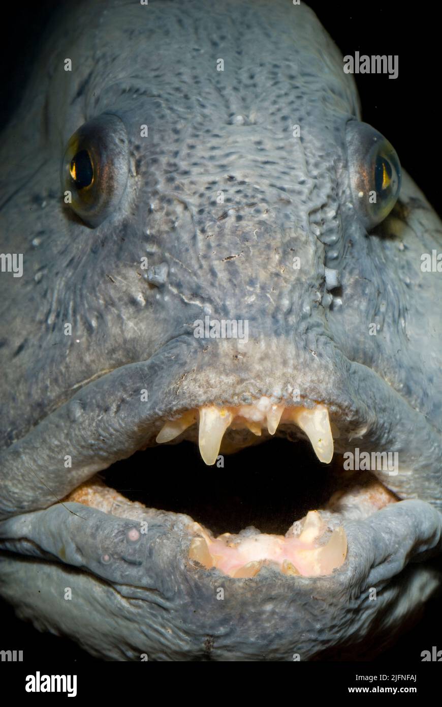 Wolf-fish (Anarhichas lupus Stock Photo - Alamy