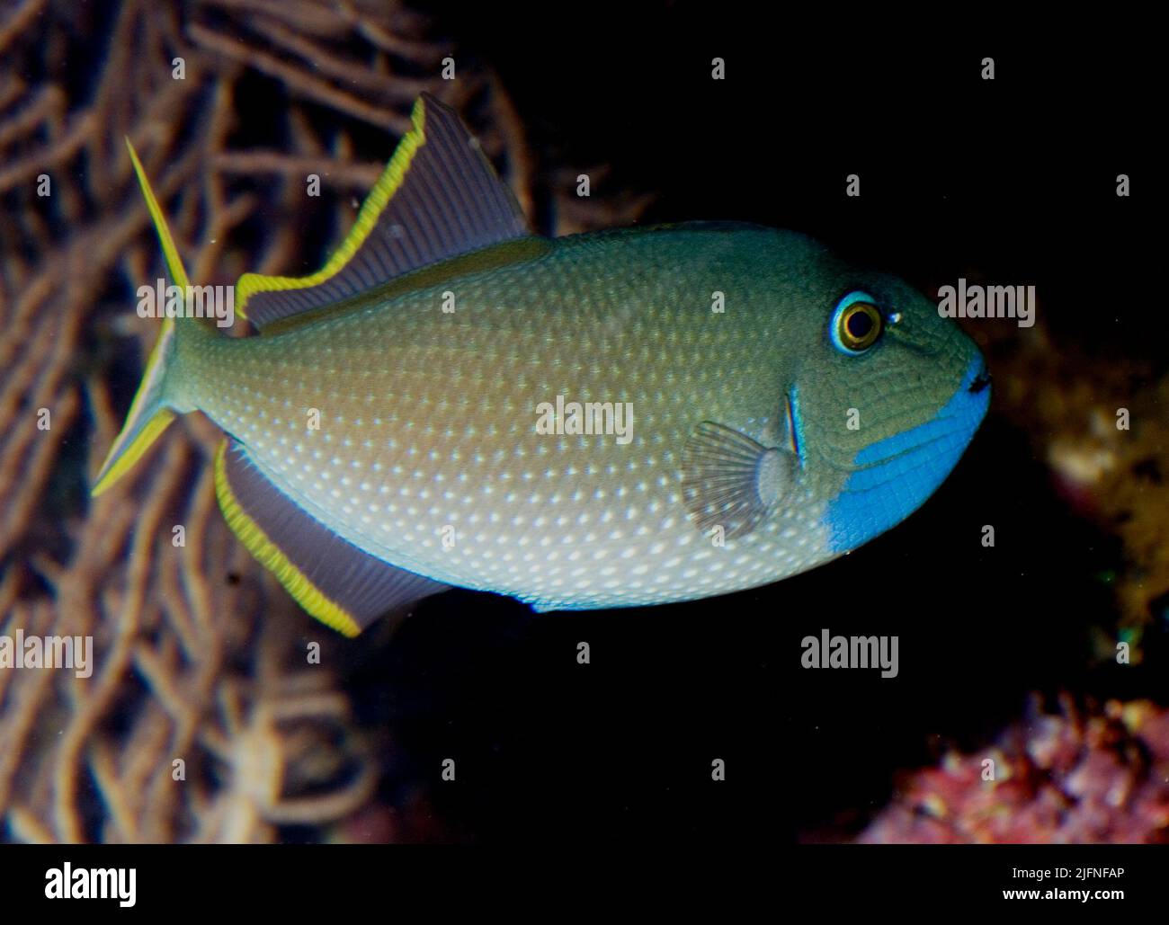 Bluechin Triggerfish, Xanthichthys auromarginatus (male Stock Photo - Alamy