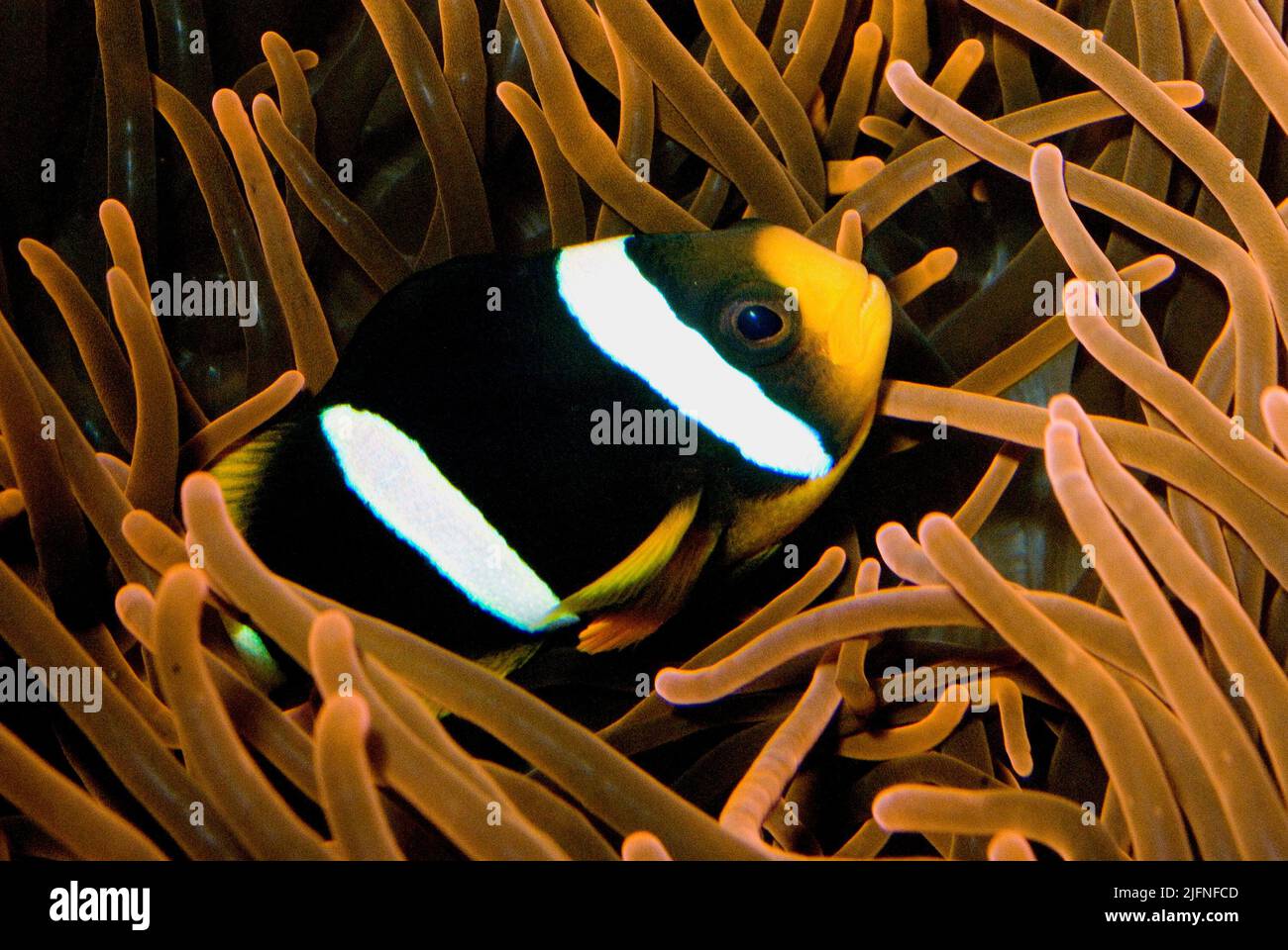 Clark's Anemonefish, Amphiprion clarkii Stock Photo - Alamy