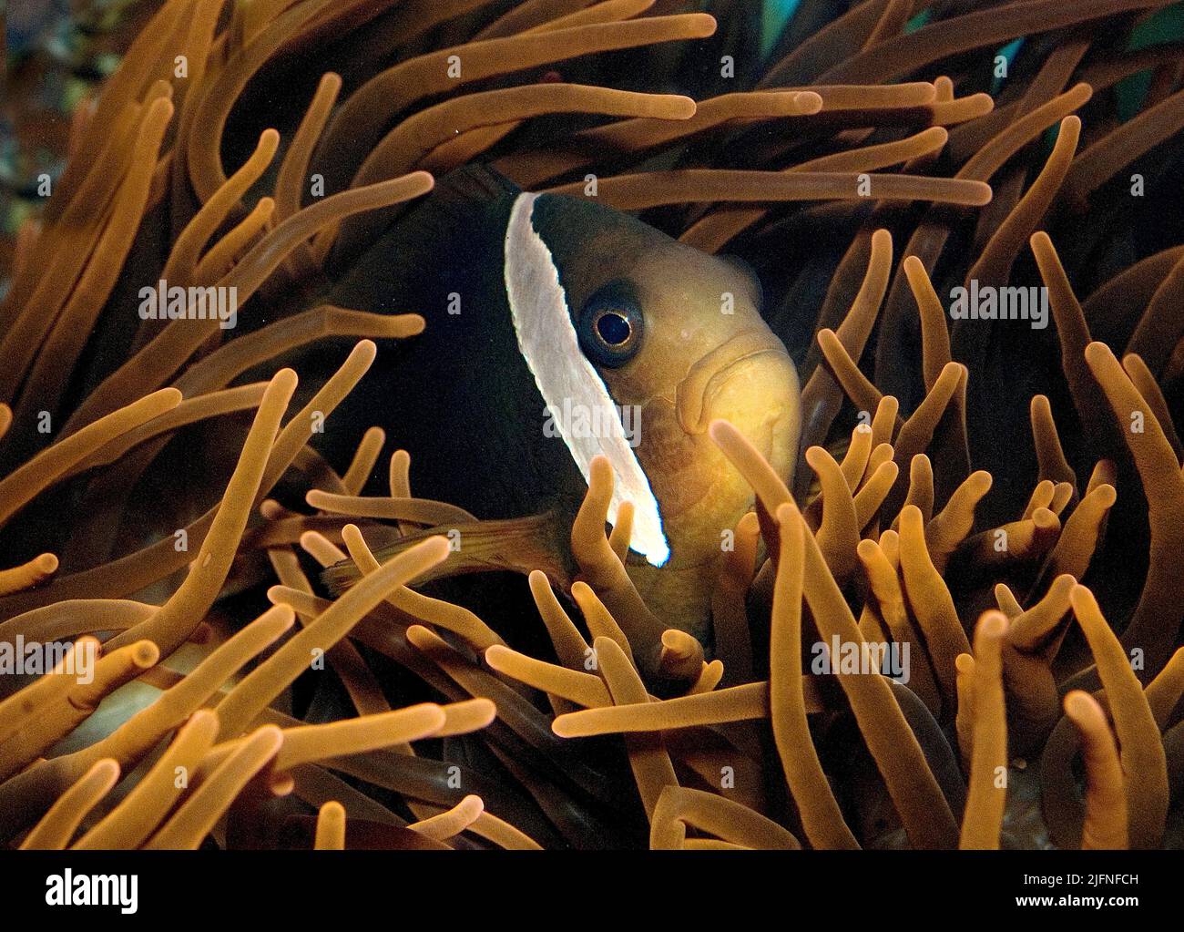 A specimen of Tomato Clownfish (Amphiprion cf. frenatus) that shows ...