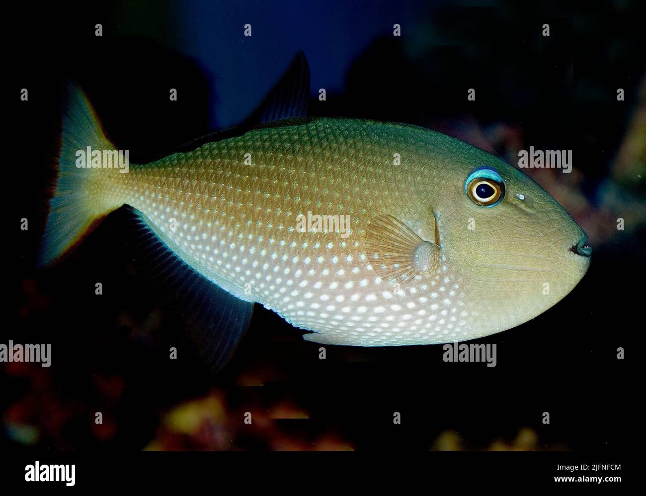 Bluechin Triggerfish, Xanthichthys auromarginatus (female Stock Photo ...