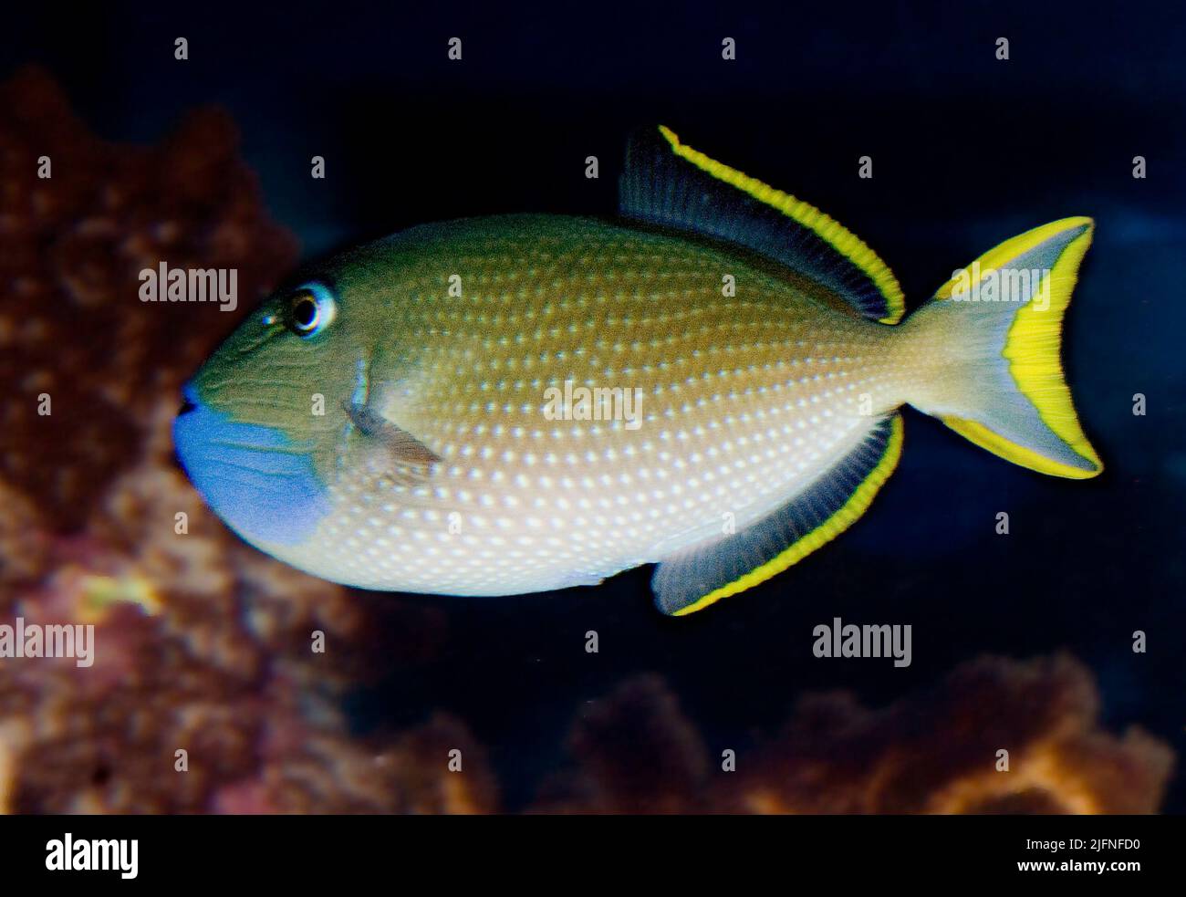 Bluechin Triggerfish, Xanthichthys auromarginatus (male Stock Photo - Alamy