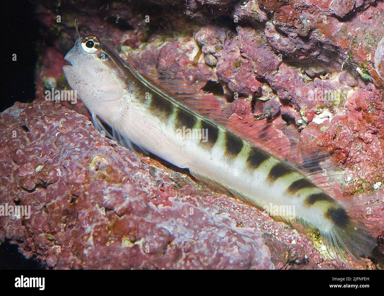 Kutlinger hi-res stock photography and images - Alamy