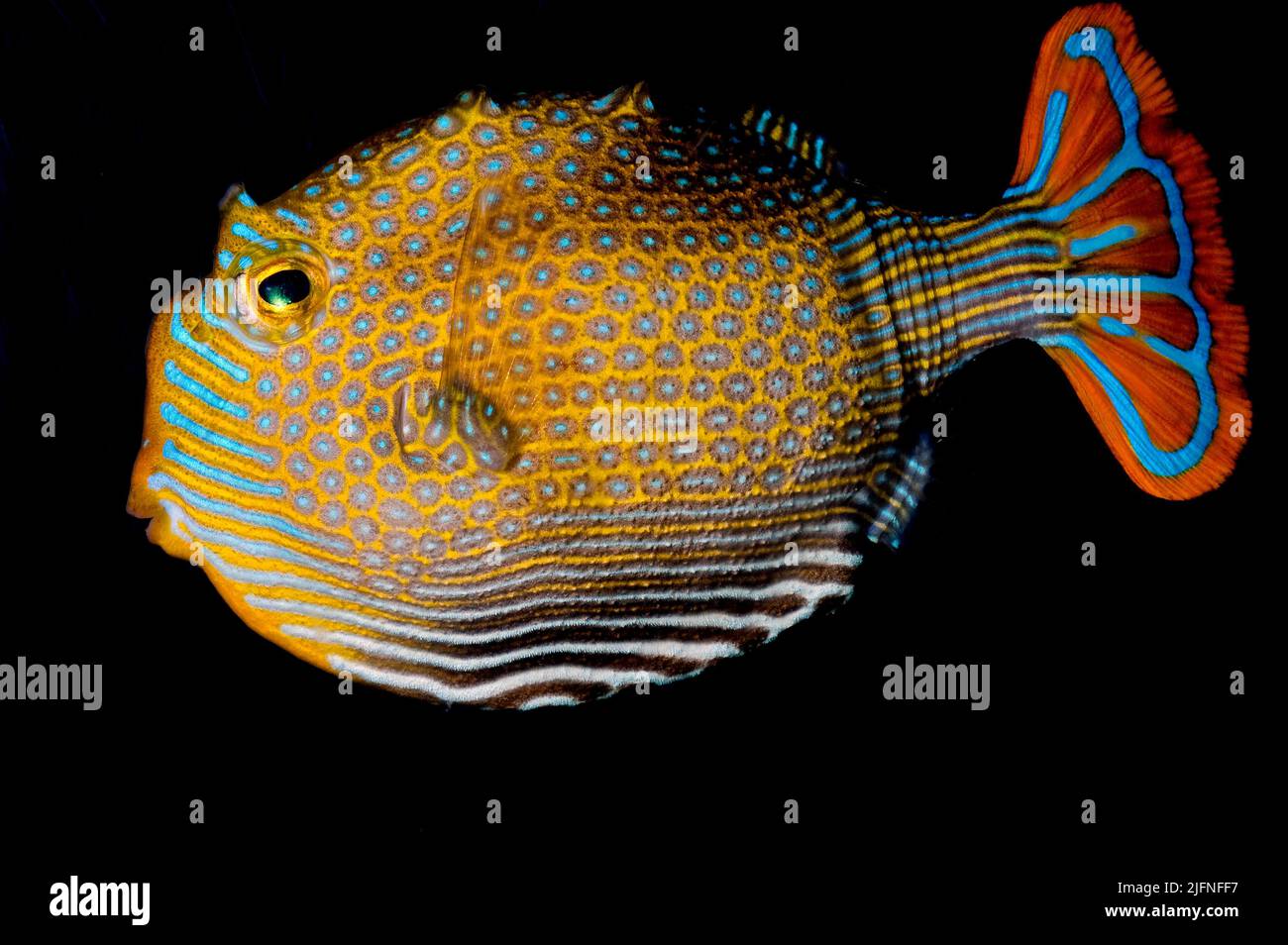Kuffertfisker kuffertfisk hi-res stock photography and images - Alamy