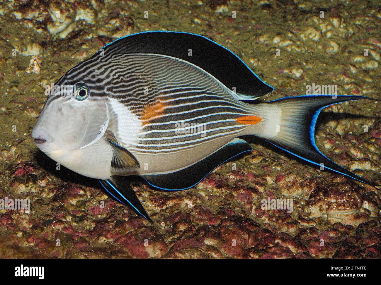 Sohal Surgeonfish, Acanthurus sohal Stock Photo - Alamy