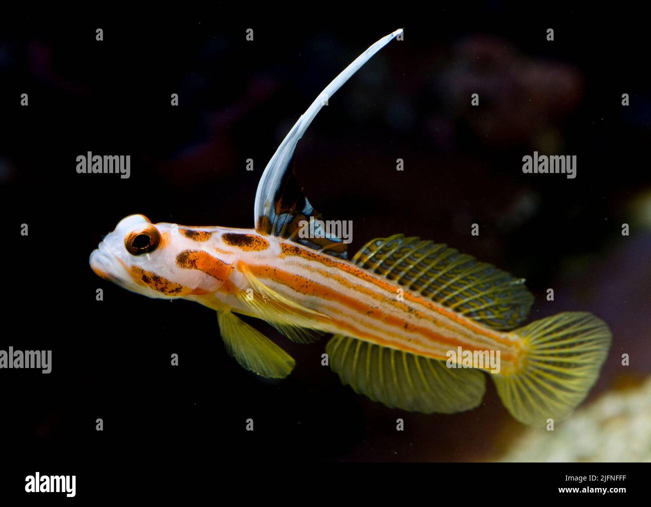 Yasha Hase Shrimp Goby, Stonogobiops yasha Stock Photo - Alamy